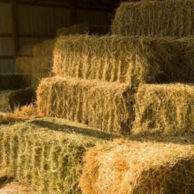 Bedding & Maintenance