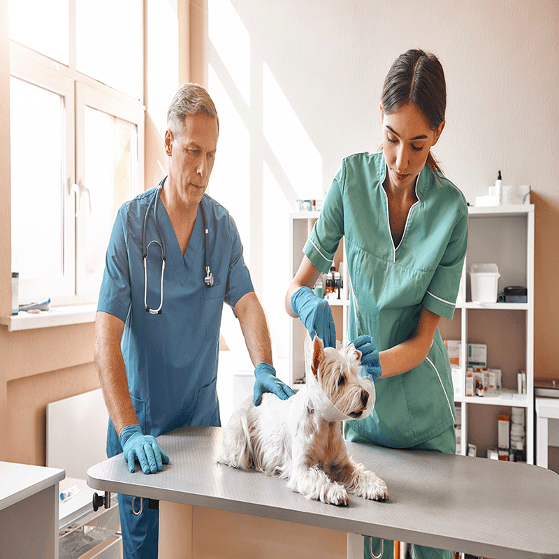 Veterinary Assistant Program - 0126 (E)