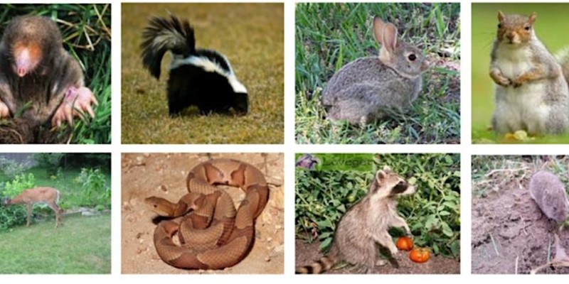 Nuisance Wildlife Management in the Home Landscape – On-Demand Webinar