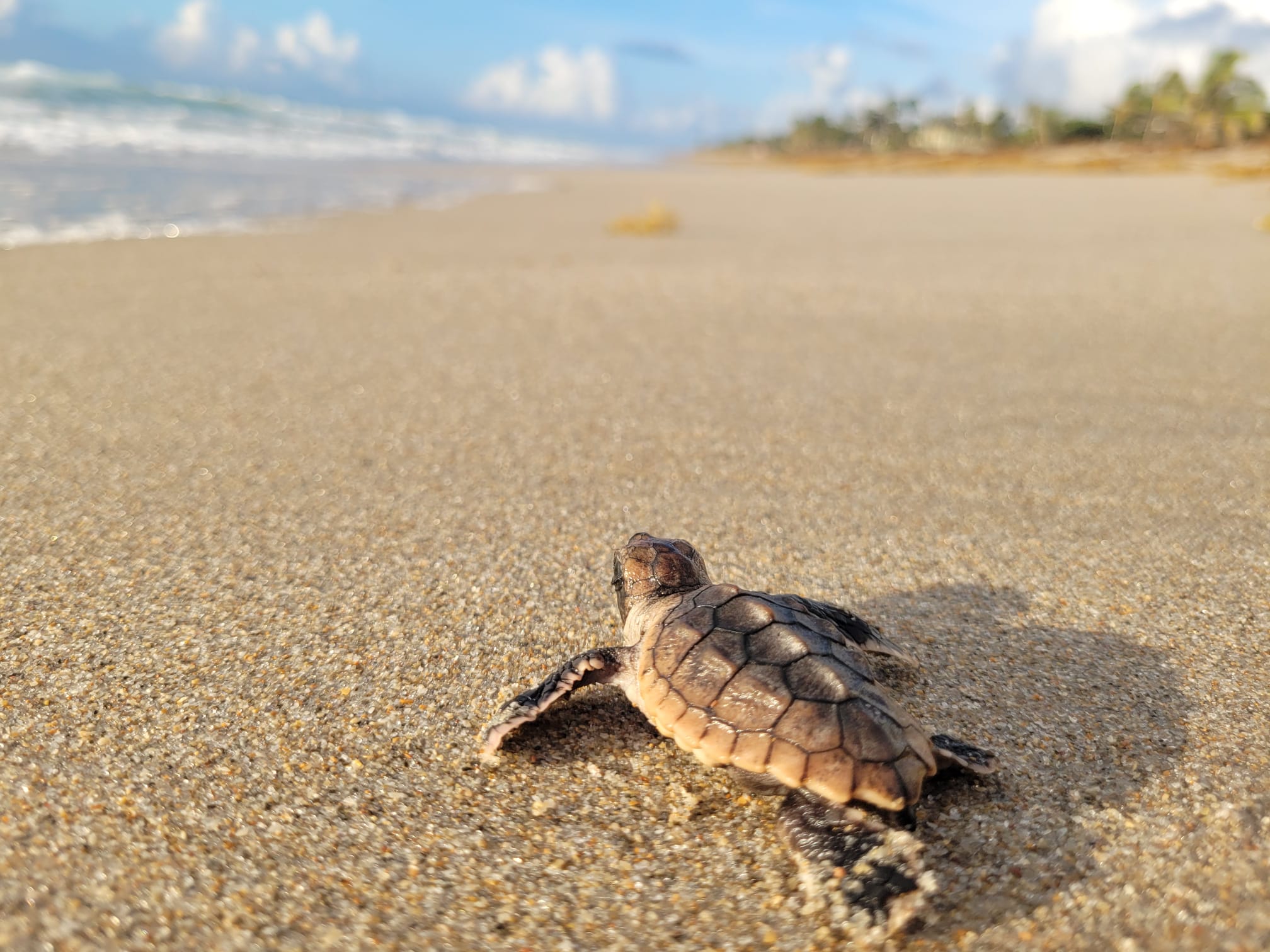 Hatchling Release - July 21, 2025